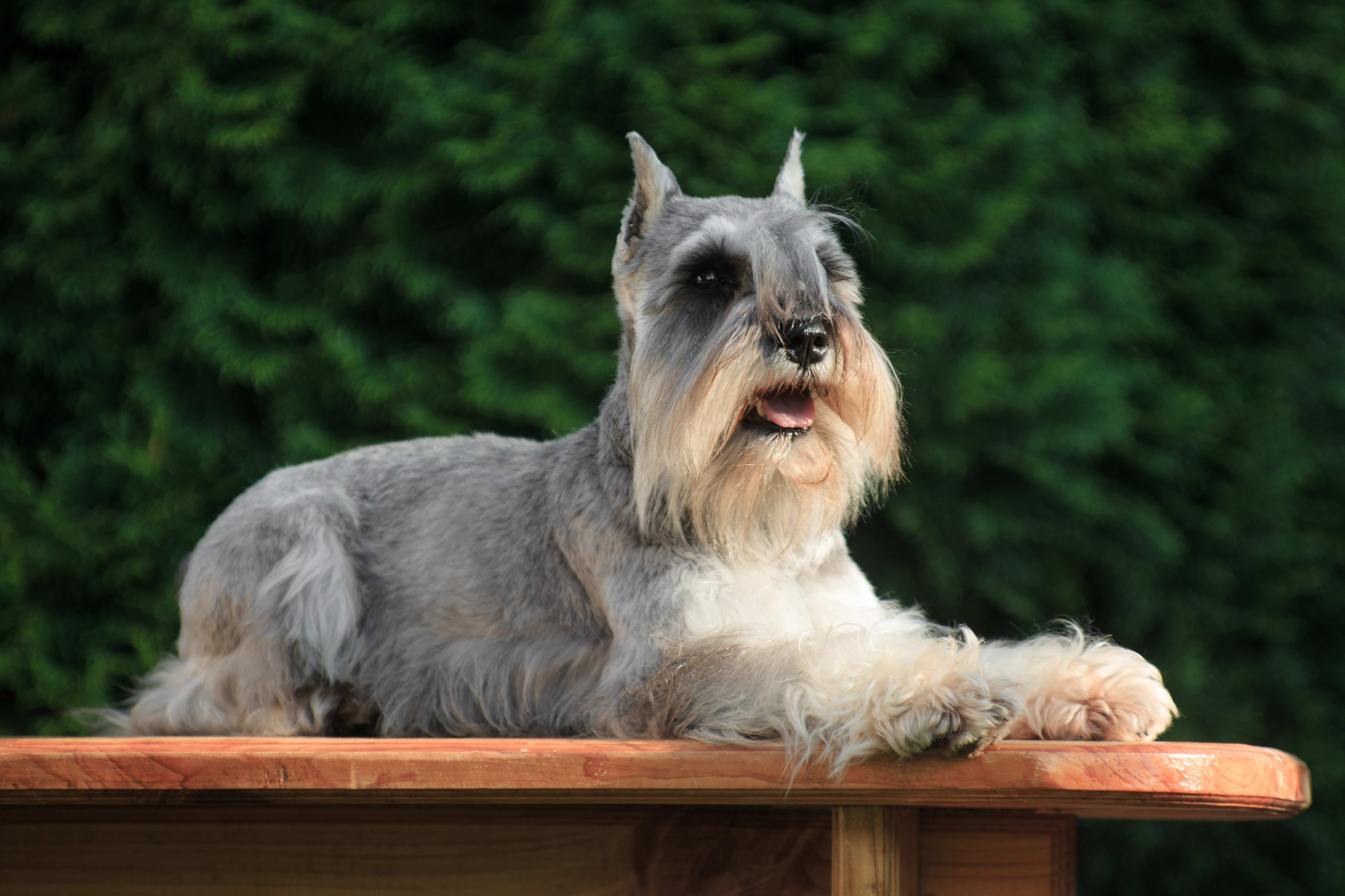 Why Do Schnauzers Have Beards