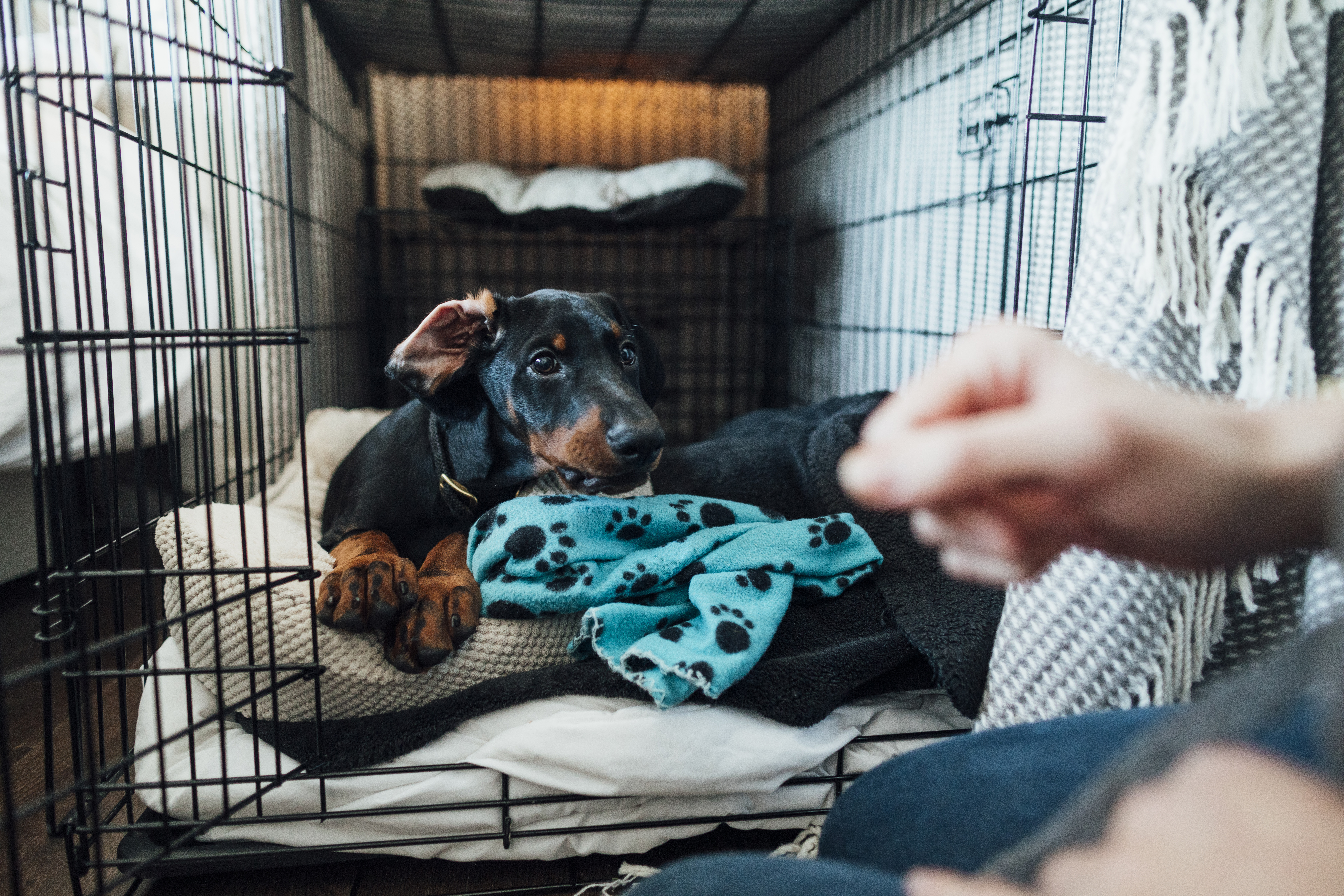 How To Get My Dog To Stop Whining In Crate