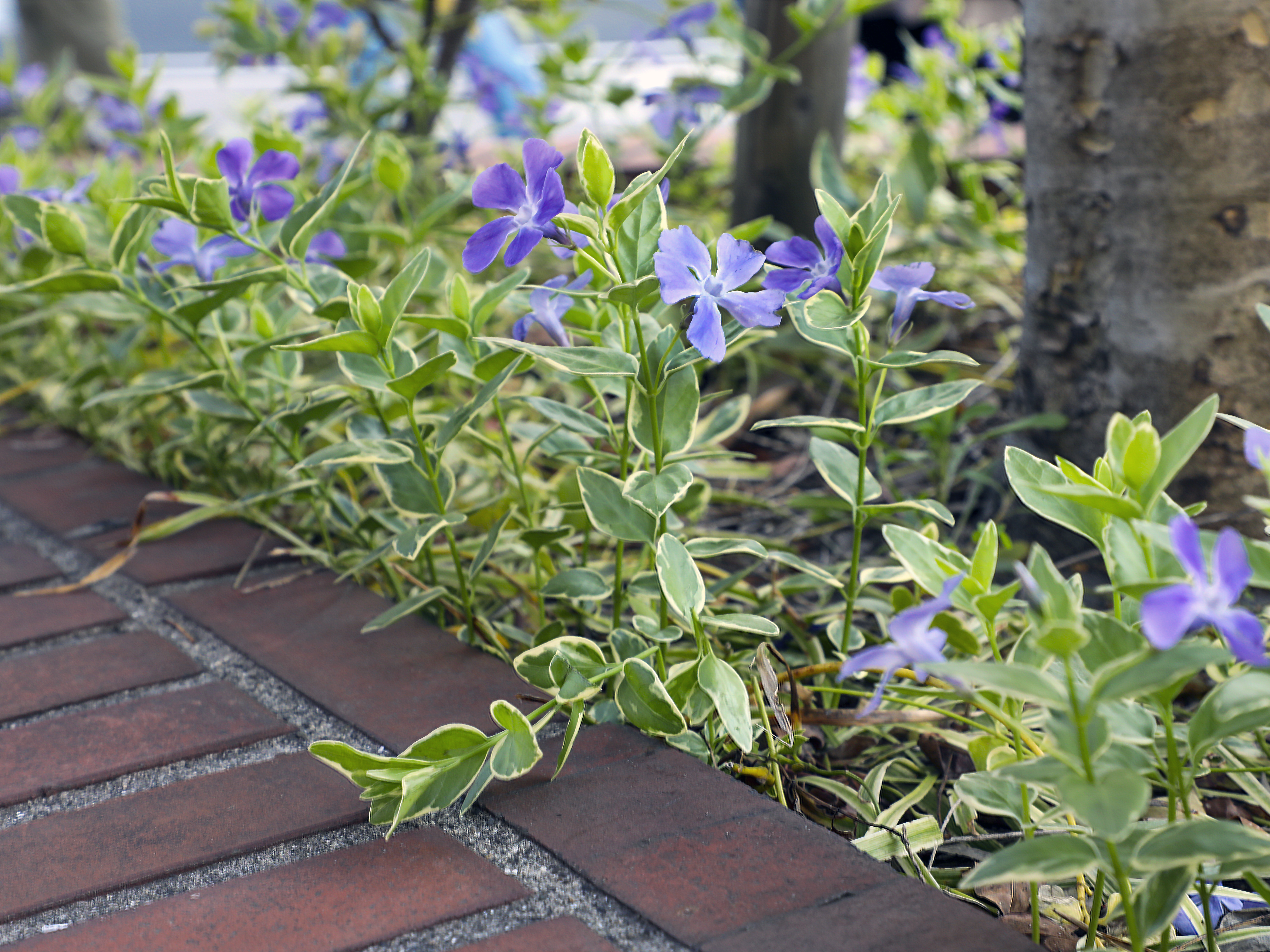 Variegated Vinca Ground Cover