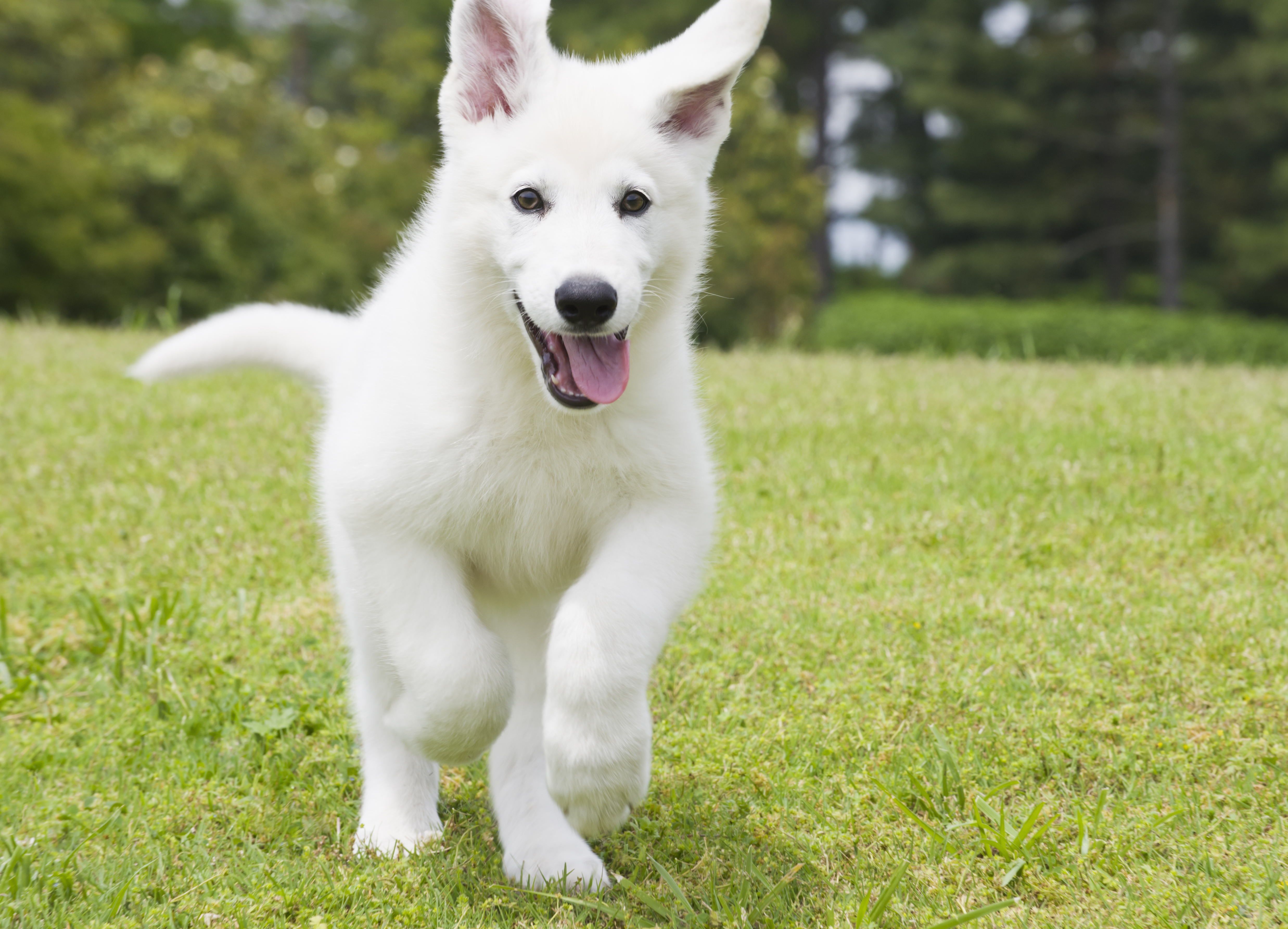 Albino German Shepherd With Blue Eyes