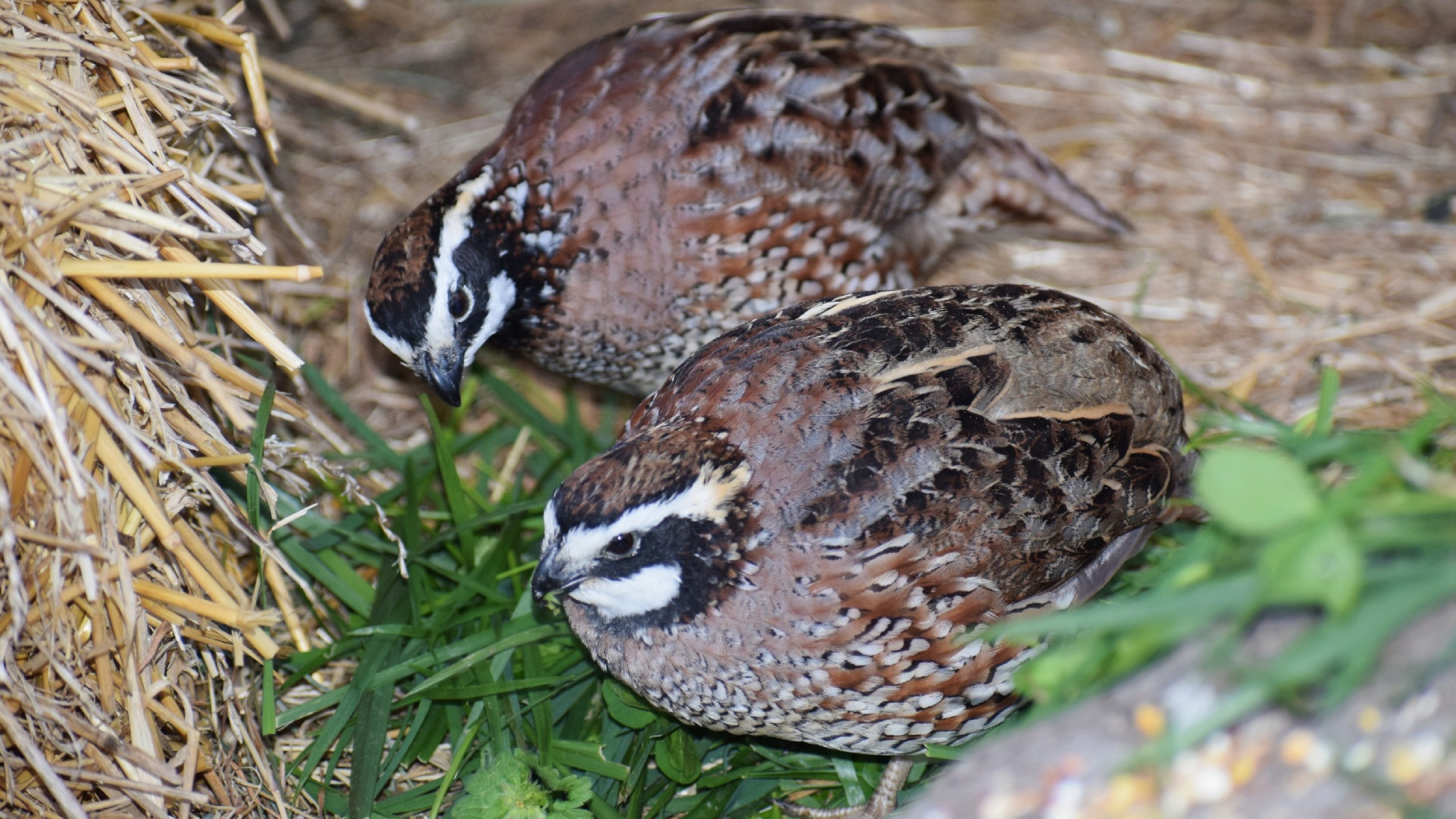Baby Bobwhite