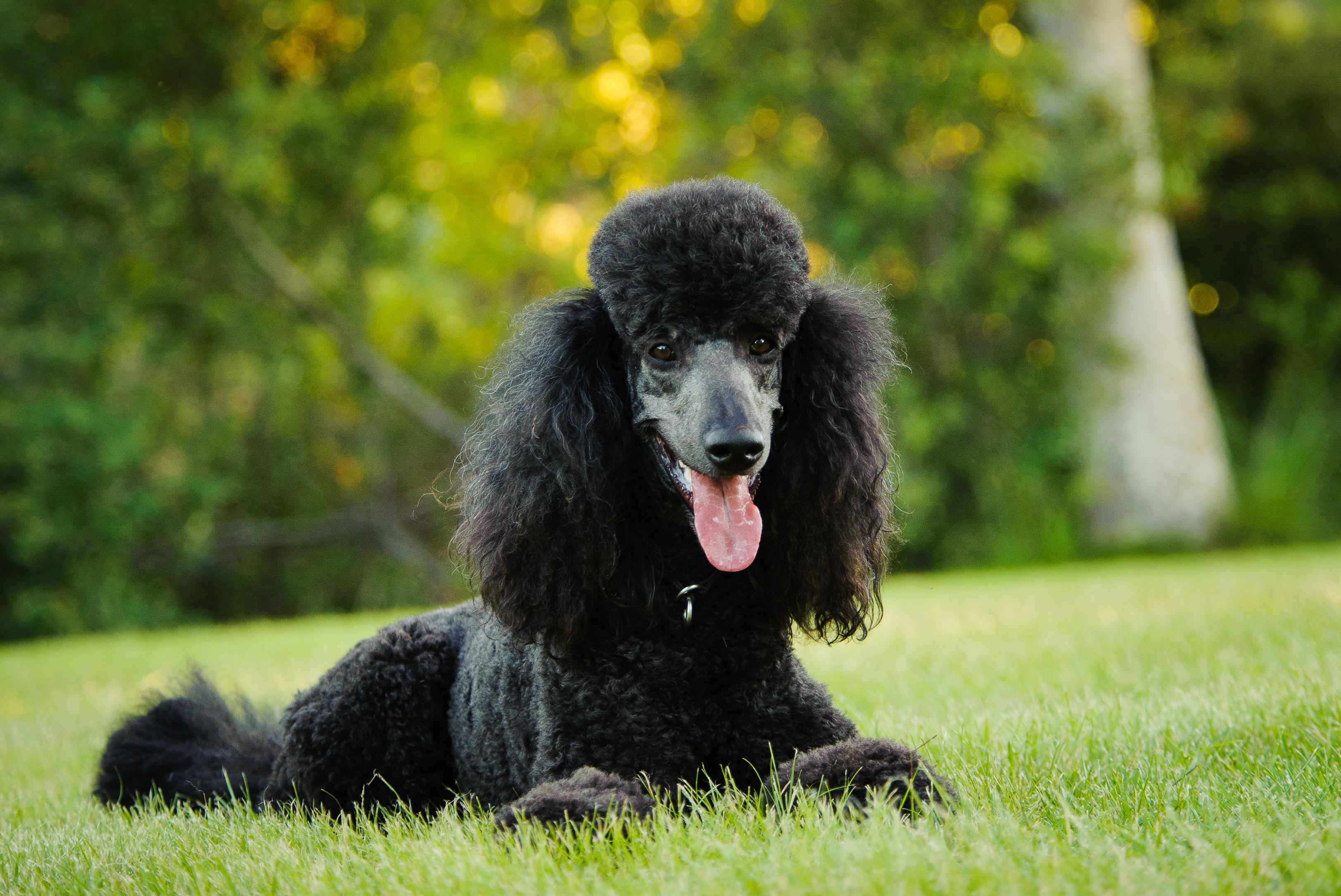 Are Poodles Clean