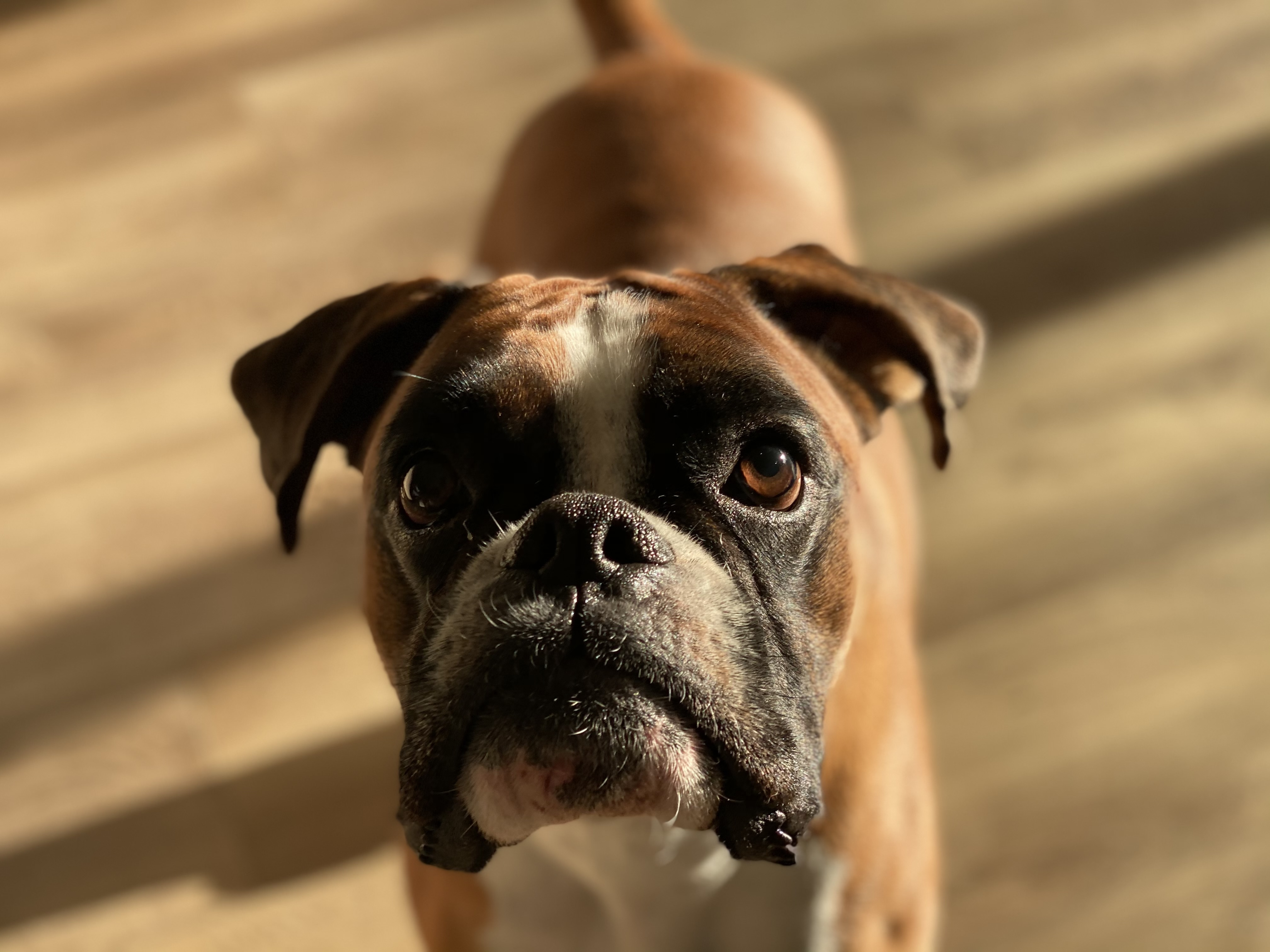 Why Do So Many Dogs Die From Bloat
